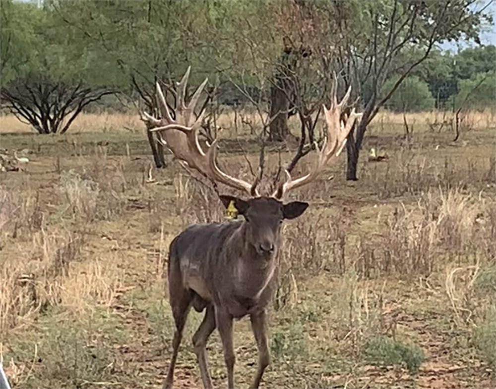 WildLife Buyer, LLC. - 1.0 Fallow Breeder