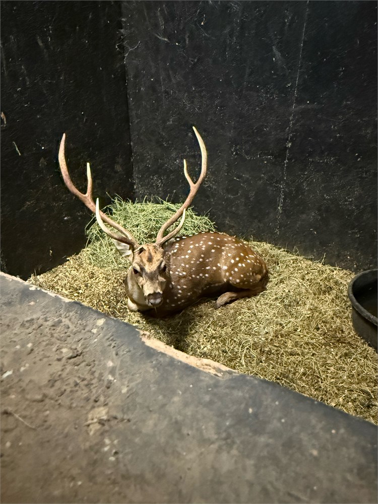 WildLife Buyer, LLC. - 1.0 Axis Buck