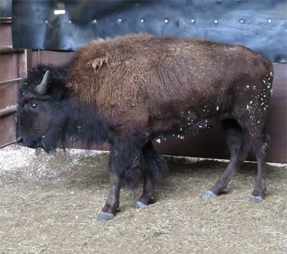 WildLife Buyer, LLC. - 1.0 BISON (MB#7) - Ask about insurance