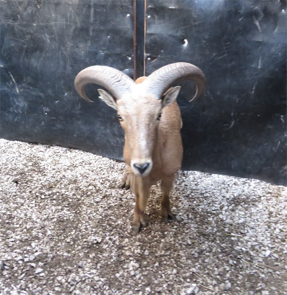 WildLife Buyer, LLC. - 1.0 AOUDAD # 431 (OKB#4-4) - Ask About Insurance