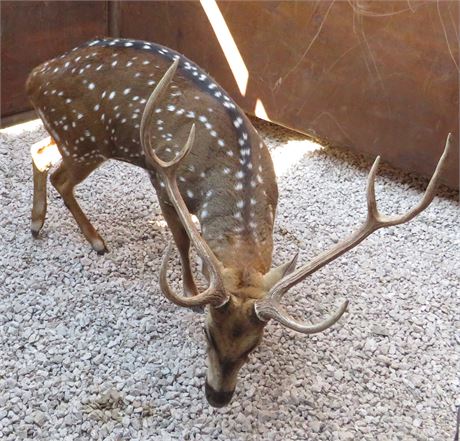 WildLife Buyer, LLC. - 1.0 AXIS (WB#19)