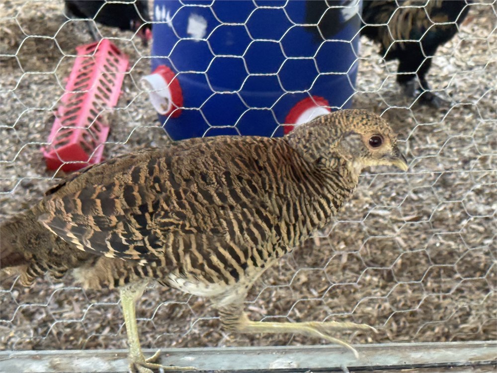 WildLife Buyer, LLC. - Breeding pair of Red Golden pheasant