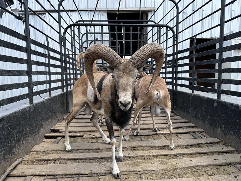 WildLife Buyer, LLC. - Transcaspian Ram