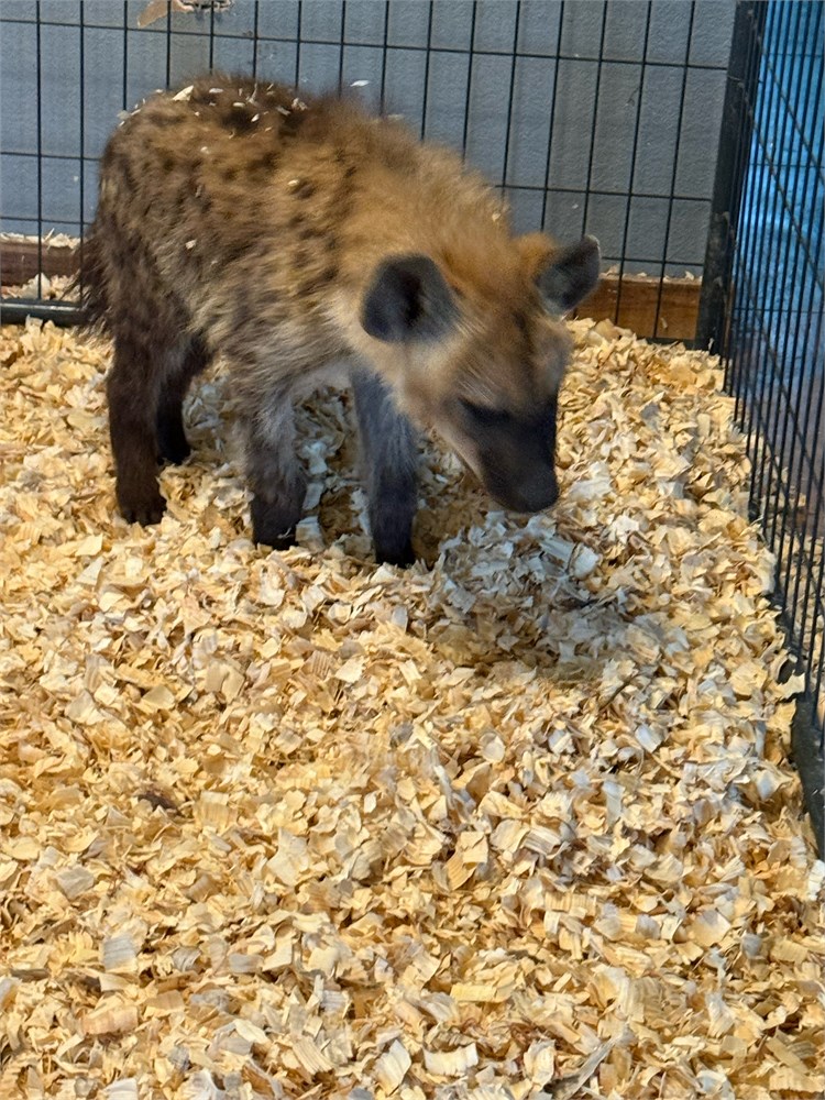 WildLife Buyer, LLC. - 4 month old Hyena