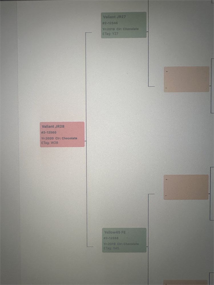 WildLife Buyer, LLC. - Big registered chocolate fallow buck (huge sire)