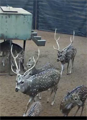 WildLife Buyer, LLC. - 2 winter Axis bucks