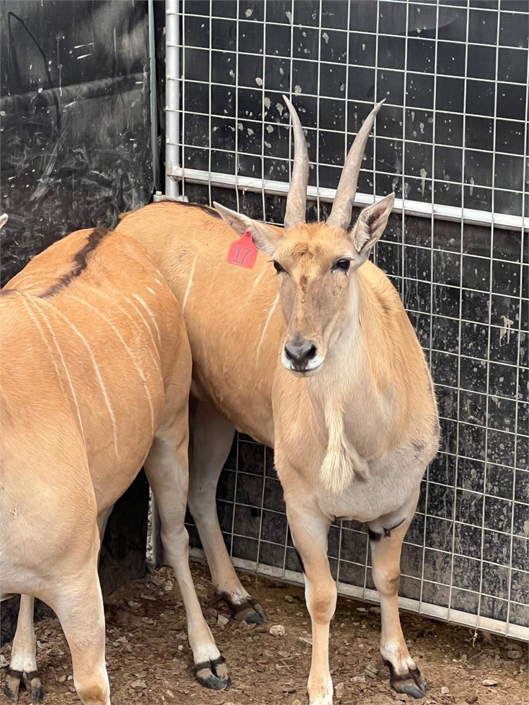 WildLife Buyer, LLC. - Eland Cow Female #17