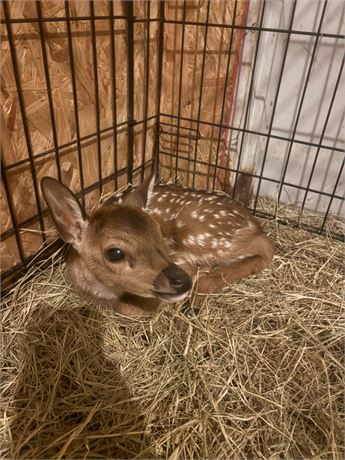 WildLife Buyer, LLC. - Bottle baby axis