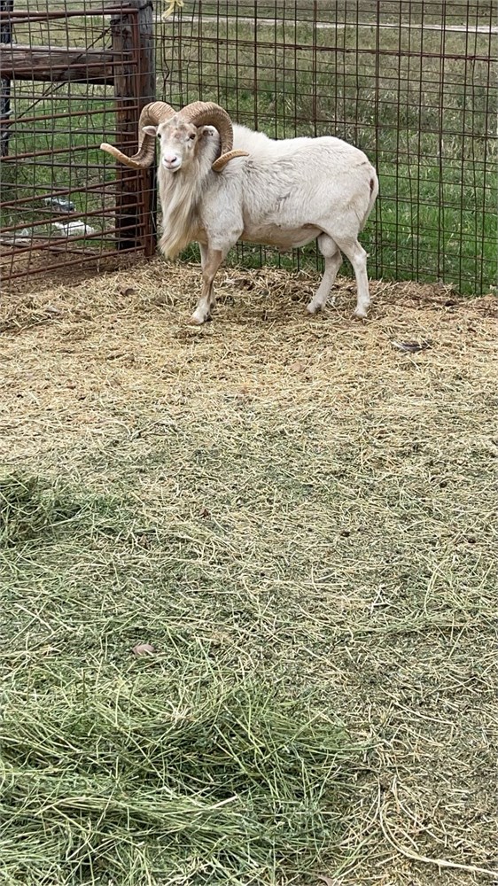 WildLife Buyer, LLC. - 1.0 snow urial