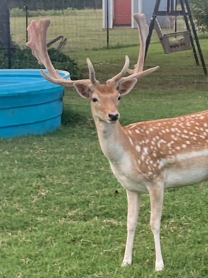WildLife Buyer, LLC. - 5.0 2 year old fallow bucks