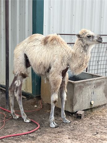 WildLife Buyer, LLC. - 4 month old white bactrian bull