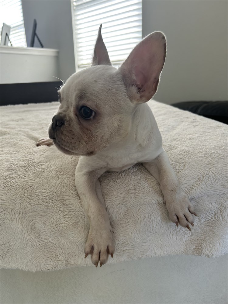 WildLife Buyer, LLC. - 5 months old male frenchi