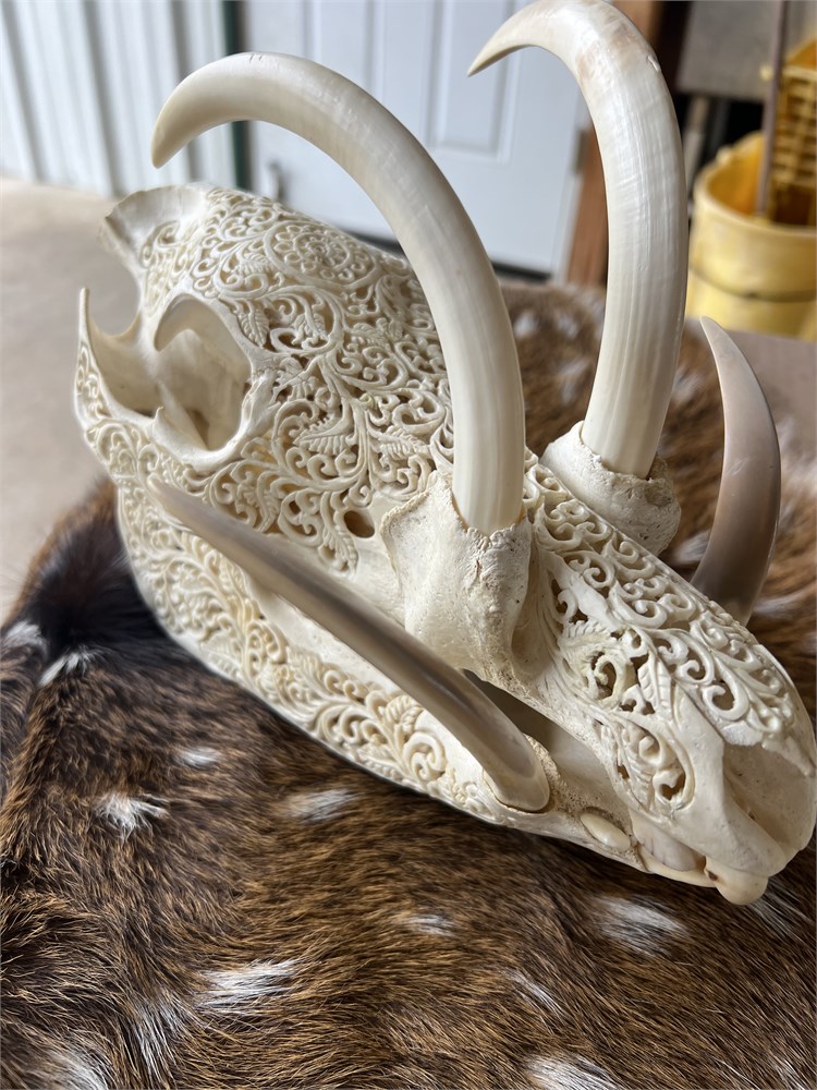 WildLife Buyer, LLC. - RARE Babirusa skull. Carved