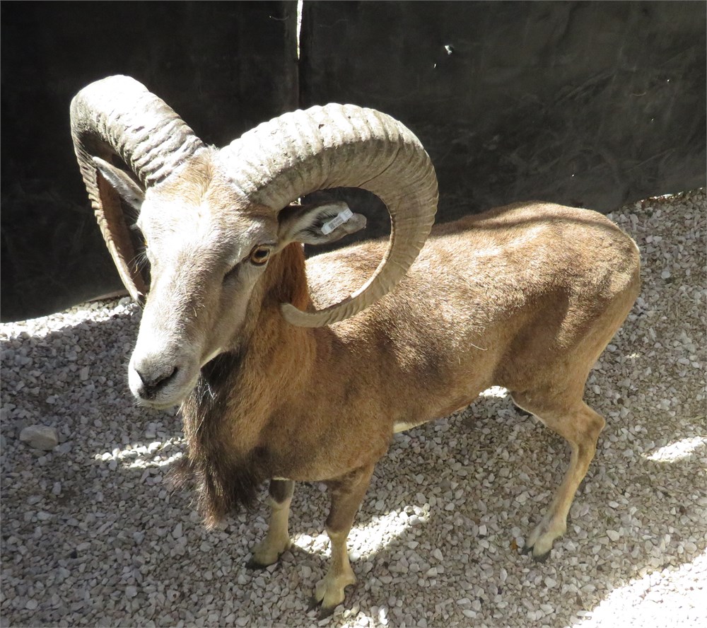 WildLife Buyer, LLC. - 1.0 RED SHEEP (RB#4)
