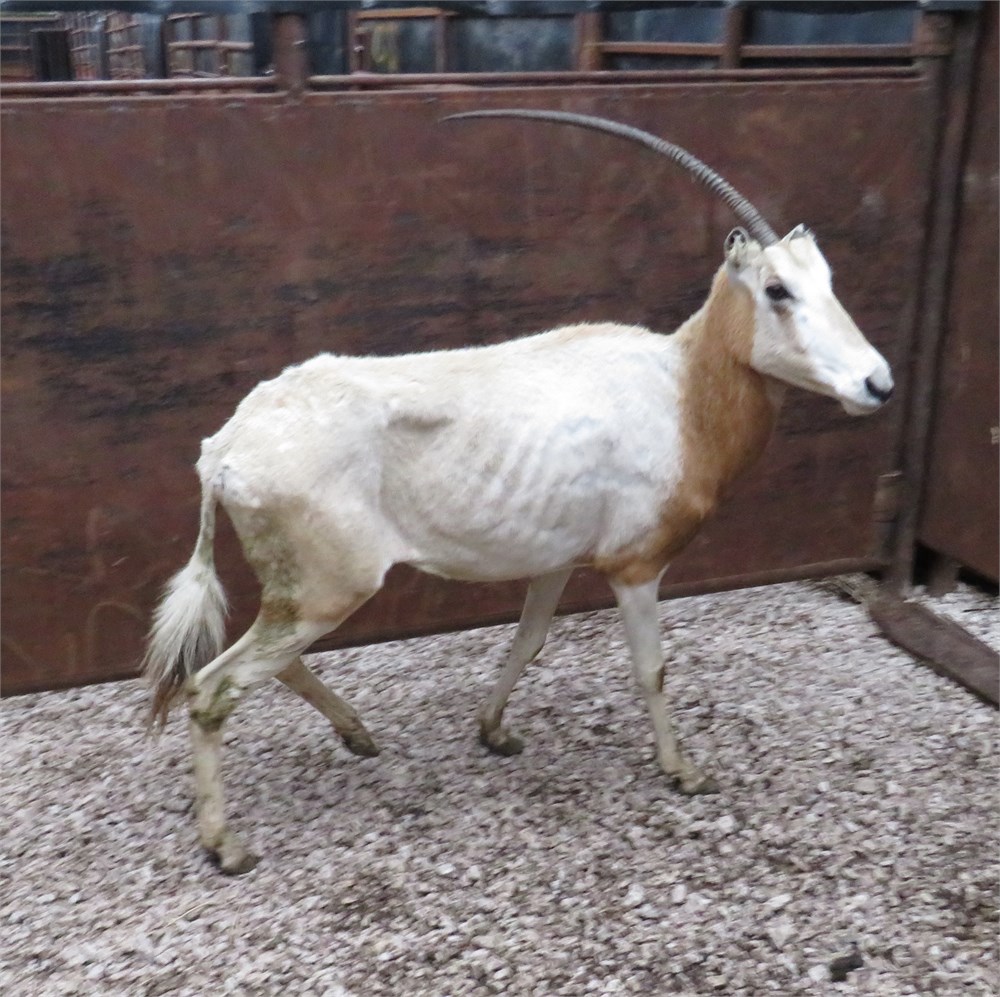 WildLife Buyer, LLC. - 0.1 SCIMITAR (MB#8) READ DESCRIPTION