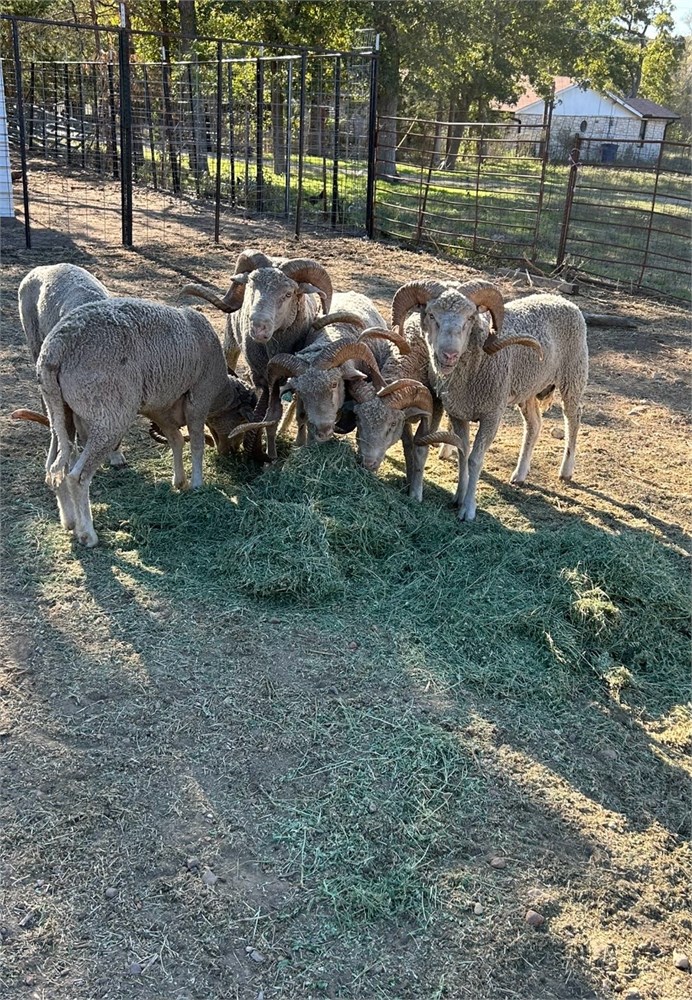 WildLife Buyer, LLC. - 6.0 shooter rambo rams