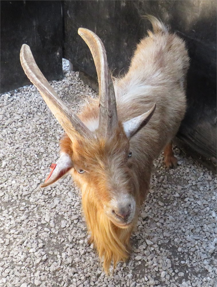 WildLife Buyer, LLC. - 1.0 NIGERIAN DWARF (OKB#2)