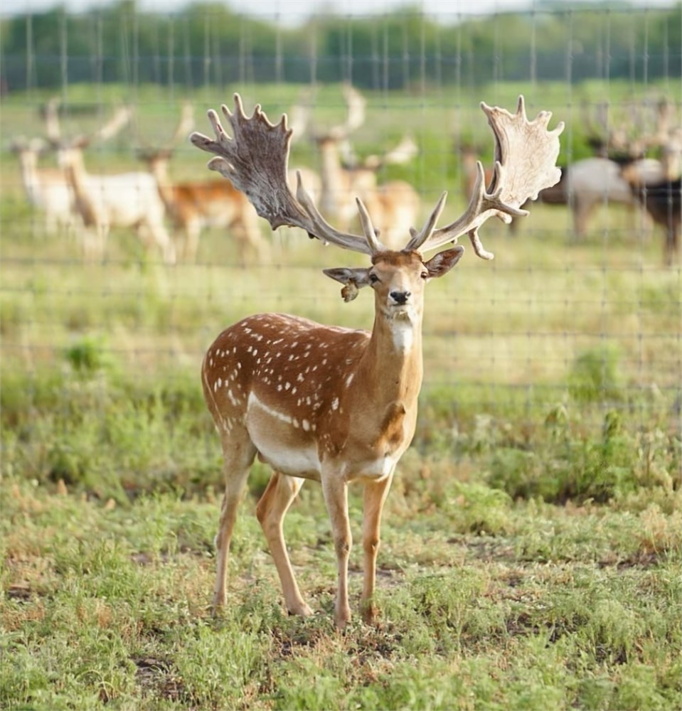 WildLife Buyer, LLC. - 1.0 FALLOW