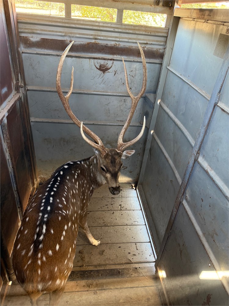 WildLife Buyer, LLC. - Giant Axis buck 35.5" x 33"