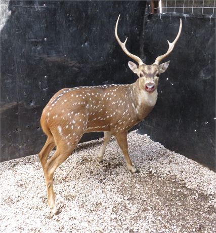WildLife Buyer, LLC. - 1.0 AXIS (OKB#4-3)
