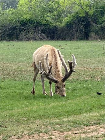 WildLife Buyer, LLC. - PERE DAVID BULL