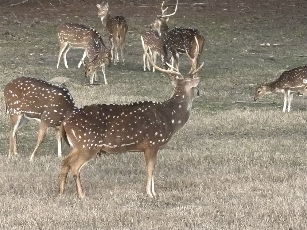 WildLife Buyer, LLC. - Axis Buck