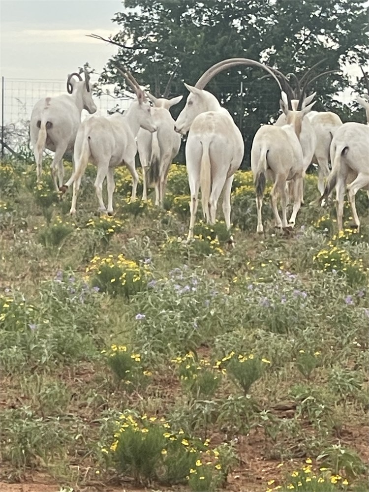 WildLife Buyer, LLC. - Trophy White Oryx Bull