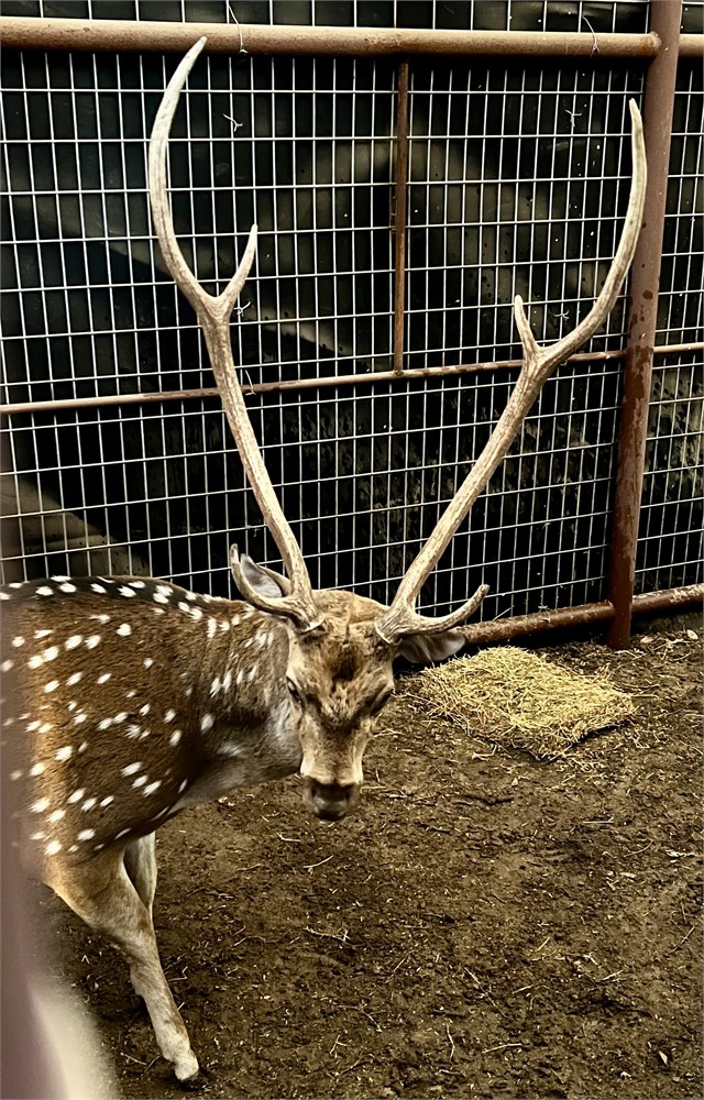 WildLife Buyer, LLC. - 1.0 Axis - BIG BUCK