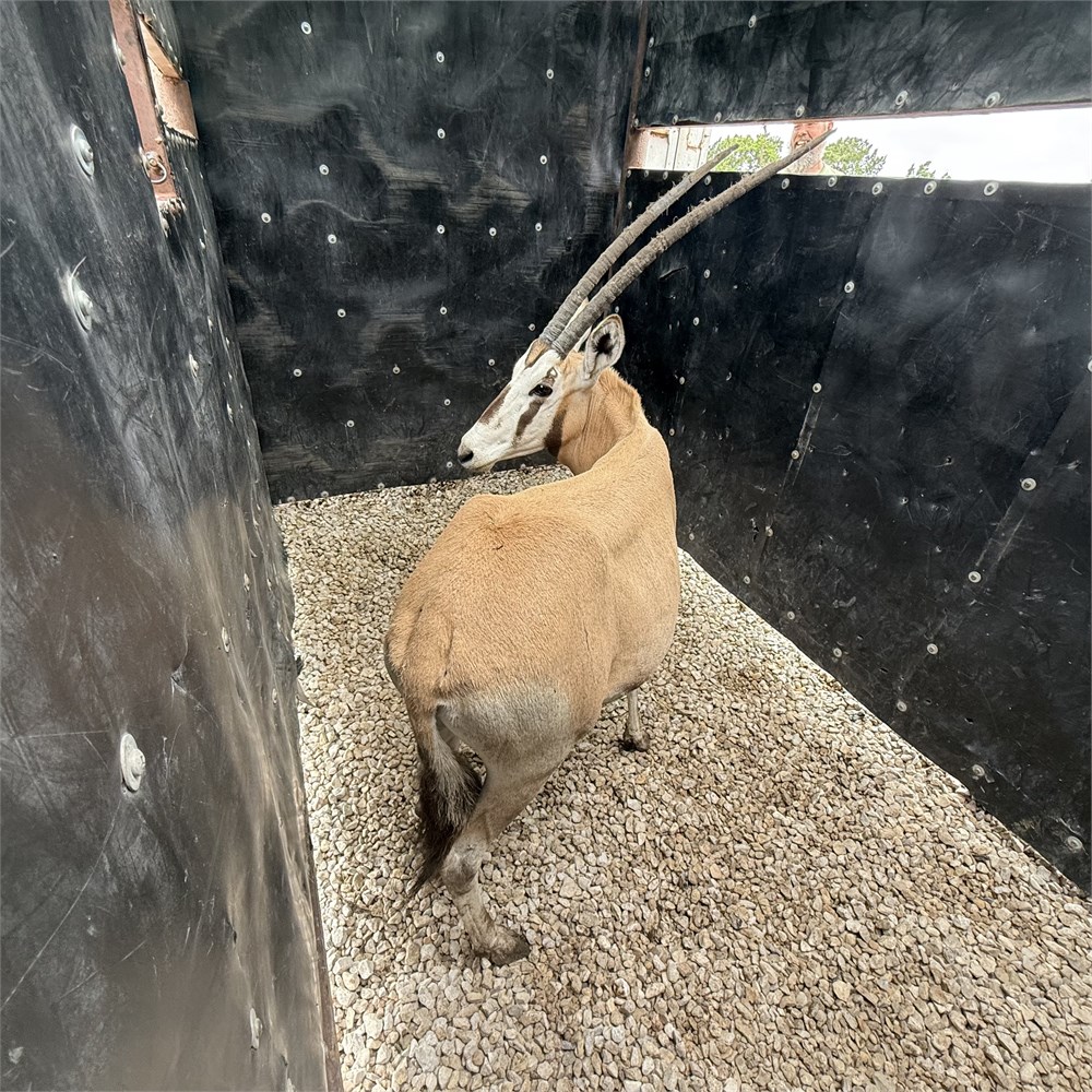 WildLife Buyer, LLC. - 0.1 gemsbok/scimbok cross