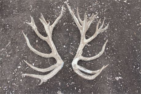 WildLife Buyer, LLC. - RED STAG SHED TAG#303