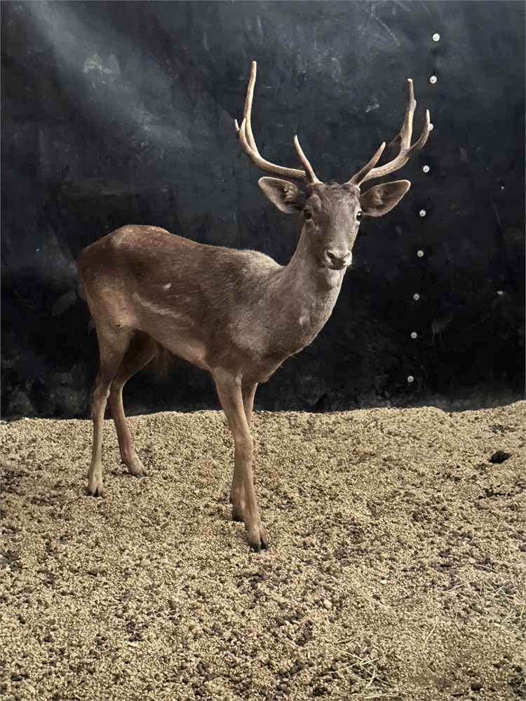 WildLife Buyer, LLC. - Chocolate Fallow Buck