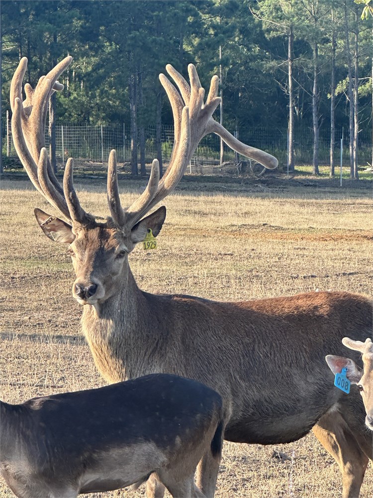 WildLife Buyer, LLC. - 4 year old red stag