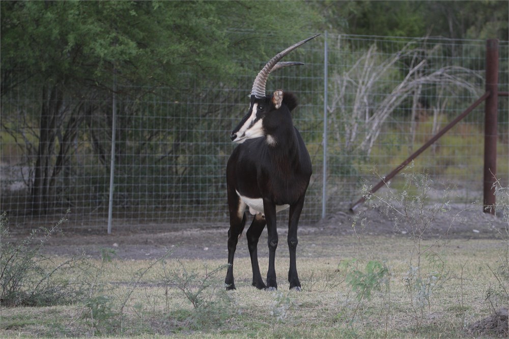 WildLife Buyer, LLC. - 1.0 Sable
