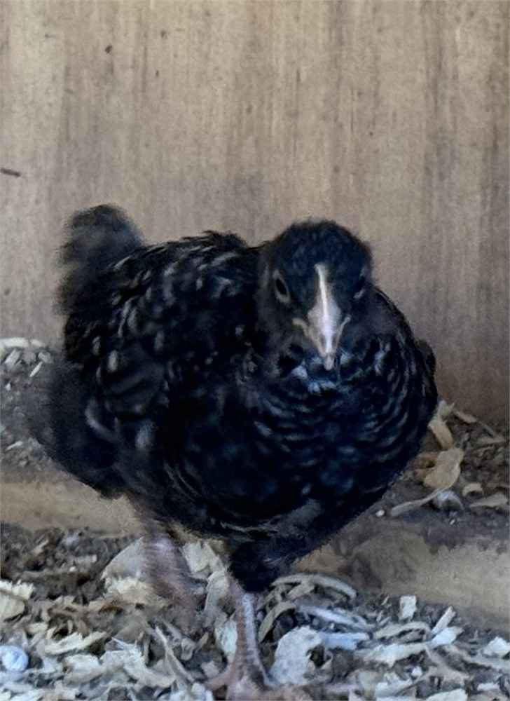 WildLife Buyer, LLC. - 10 Barred Rock Chicks
