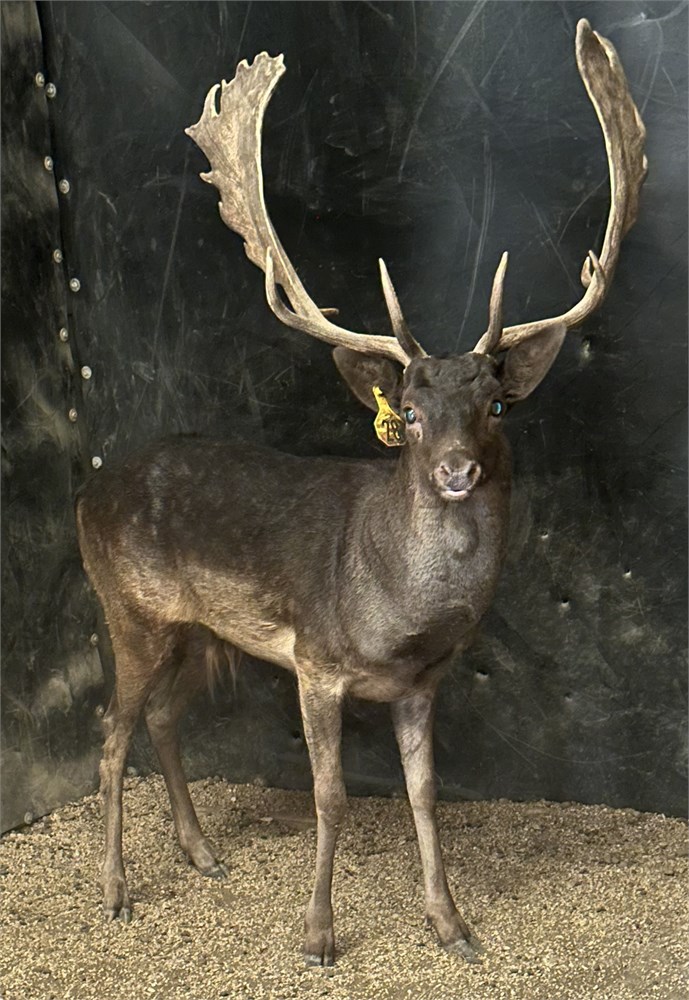 WildLife Buyer, LLC. - Big registered chocolate fallow buck (huge sire)