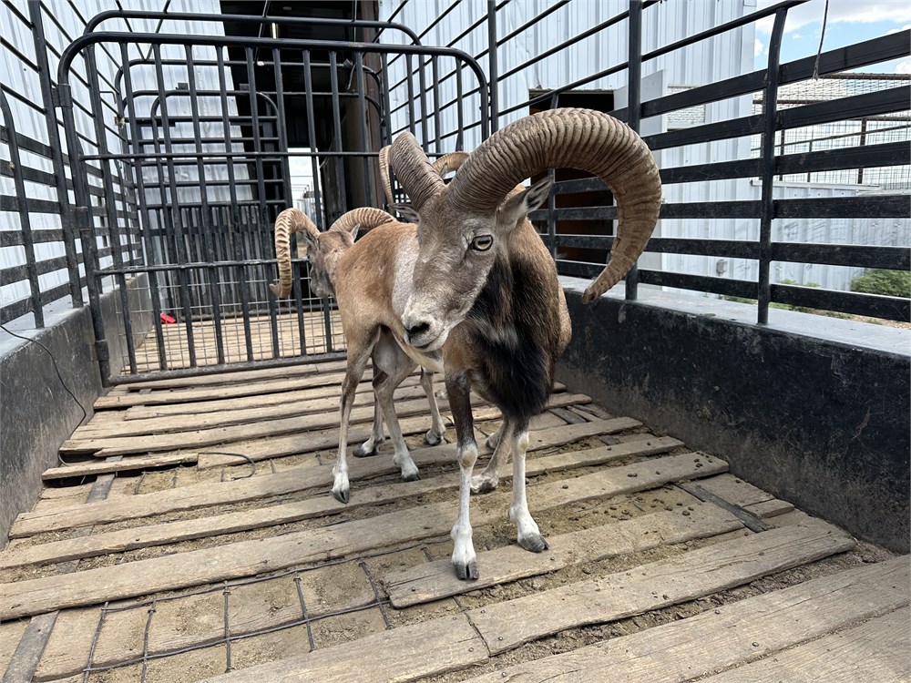WildLife Buyer, LLC. - Transcaspian Ram