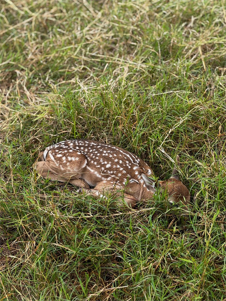 WildLife Buyer, LLC. - Fallow Bottle Fed Buck Fawn out of Adios