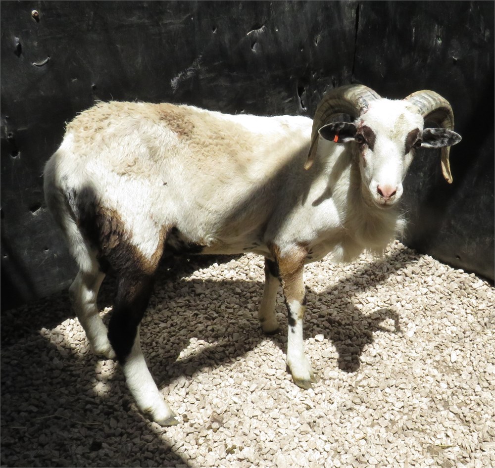 WildLife Buyer, LLC. - 1.0 PAINT (OKB#2)