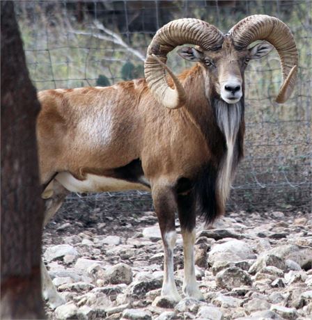 WildLife Buyer, LLC. - 1.0 Transcaspian Urial Ram