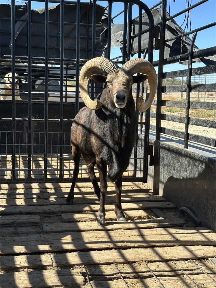 WildLife Buyer, LLC. - Midnight Urial