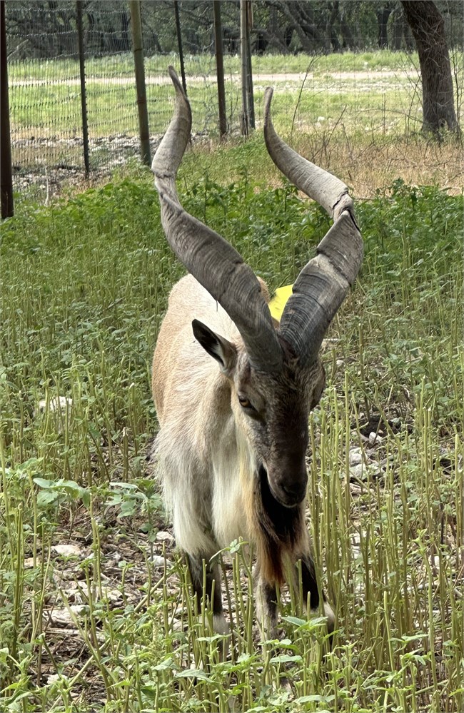 WildLife Buyer, LLC. - 1.0 Markhor PURE (calm small pen raised)
