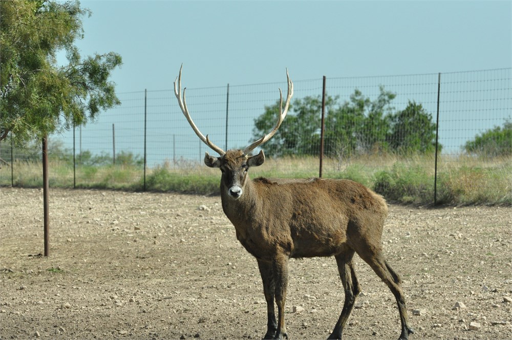 WildLife Buyer, LLC. - 1.0 White Lipped Deer - Ask About Insurance