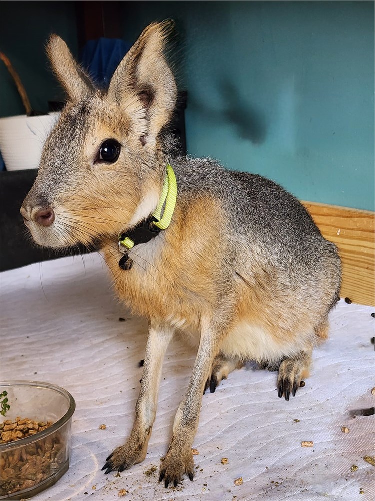 WildLife Buyer, LLC. - Cavy Mara-Male