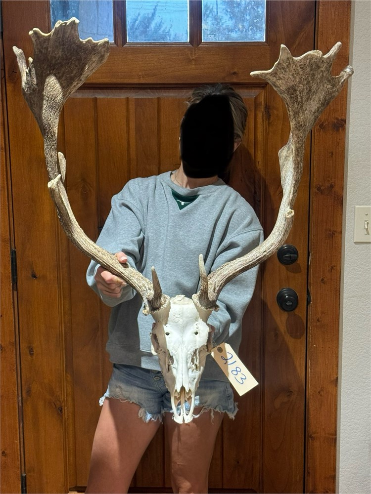 WildLife Buyer, LLC. - nice fallow skull