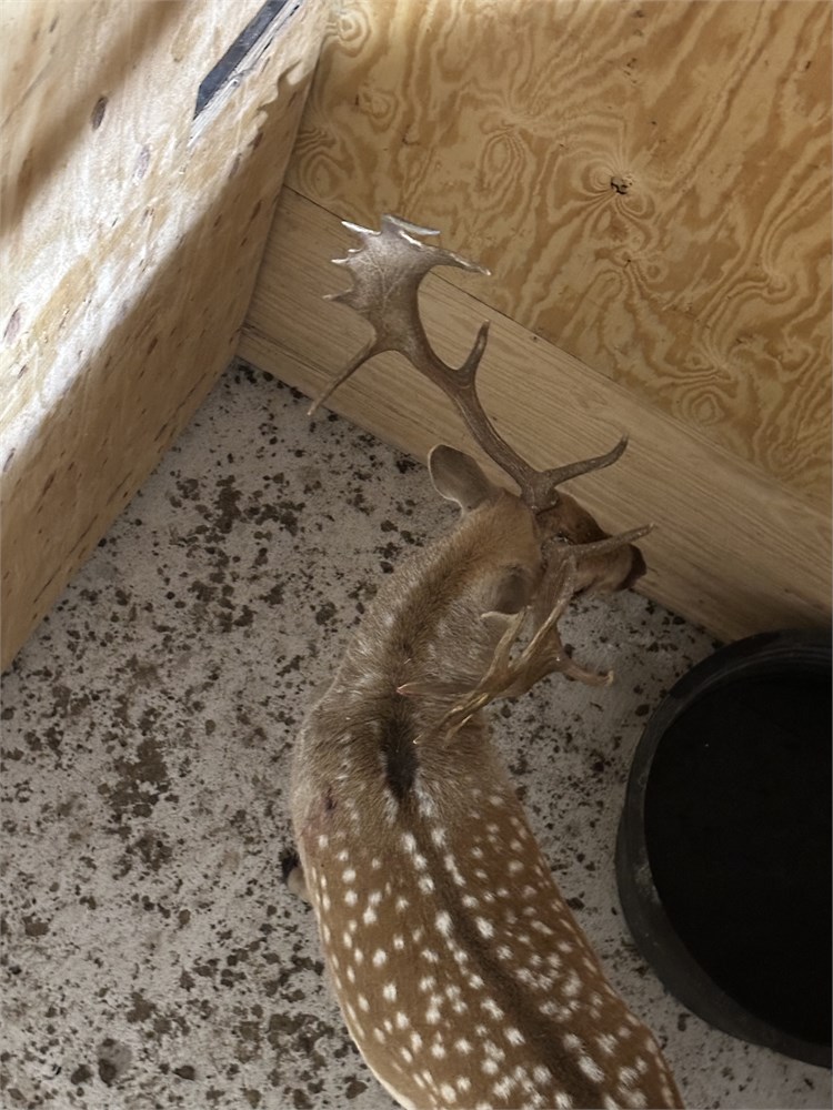 WildLife Buyer, LLC. - Two Fallow Bucks Ready to Go