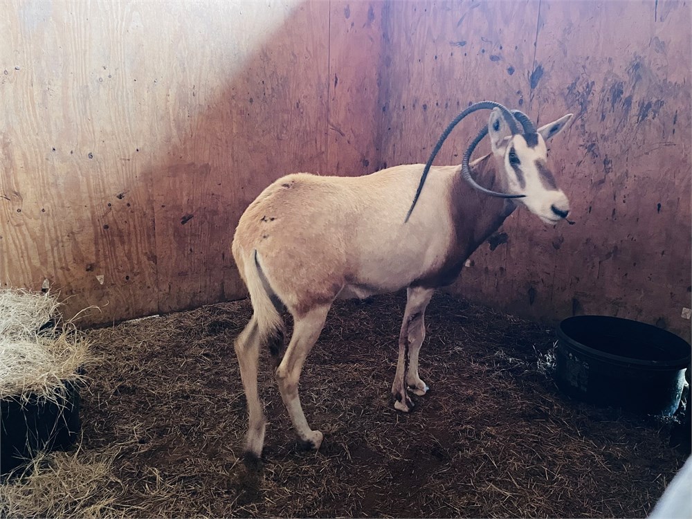 WildLife Buyer, LLC. - 0.1 Oryx cow