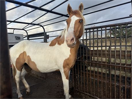 WildLife Buyer, LLC. - 4 year old paint stud