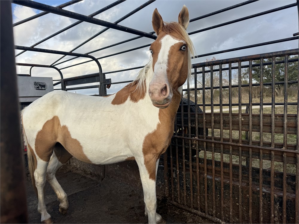 WildLife Buyer, LLC. - 4 year old paint stud