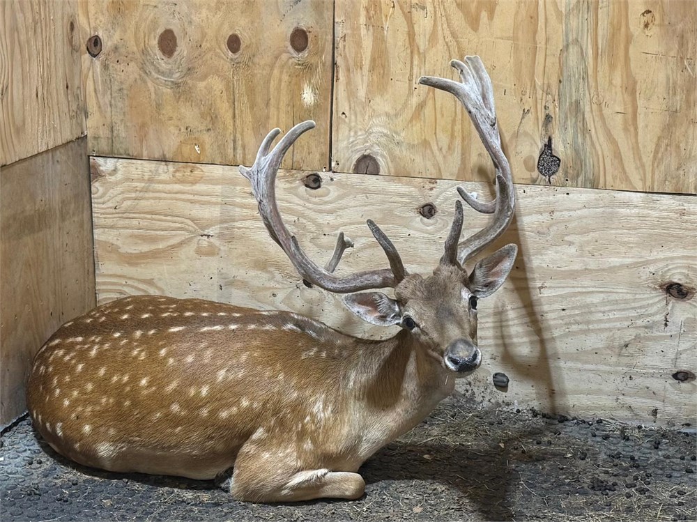 WildLife Buyer, LLC. - Spotted Fallow room 9