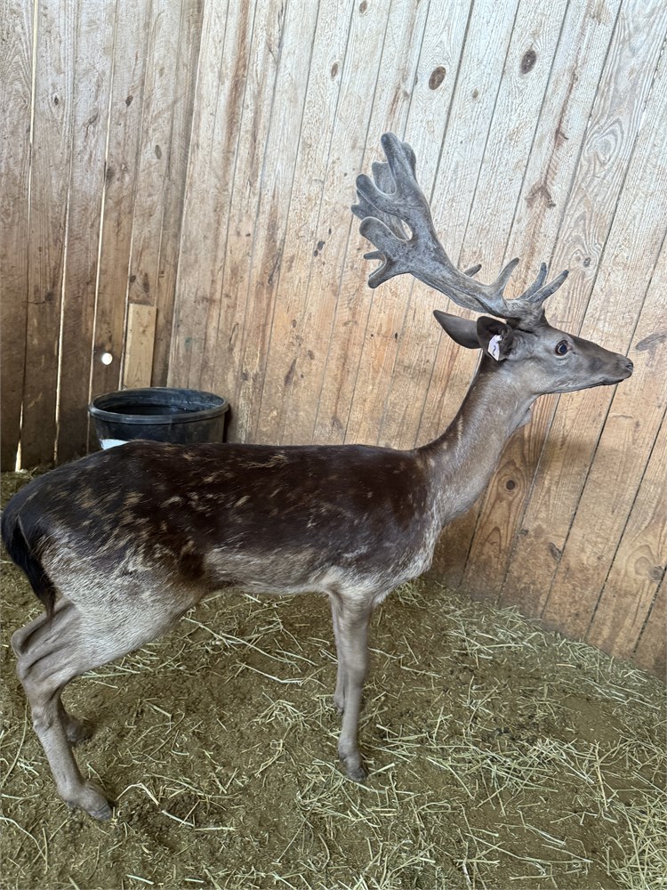 WildLife Buyer, LLC. - 1.0 Fallow Buck (P2)